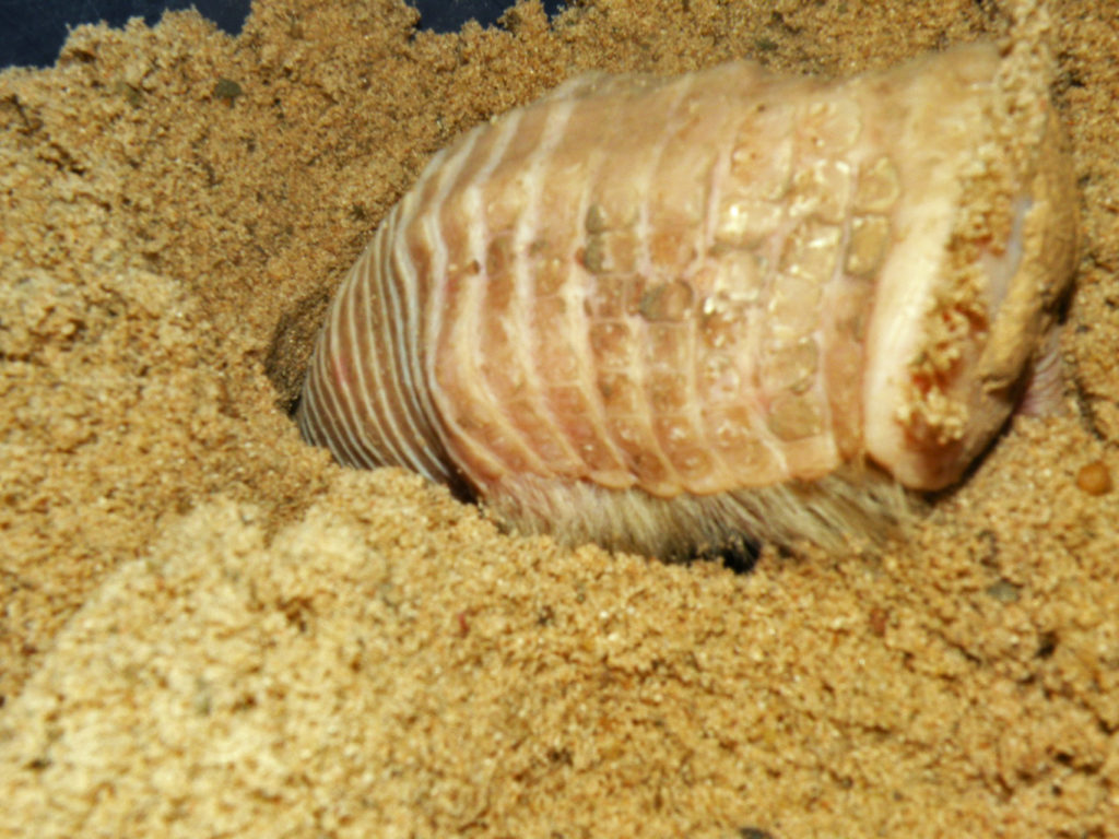 El ‘culotapao’, un misterioso armadillo - Red Ambiental de Información El ‘culotapao’, un misterioso armadillo - Red Ambiental de Información