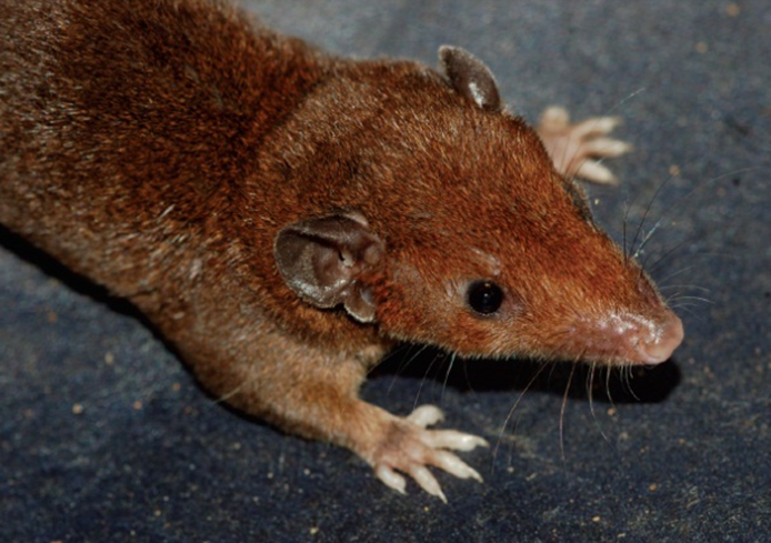 Describen nueva especie de Marsupial en la Amazonia de Brasil – Red ...