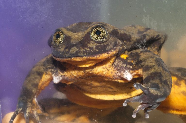 Ocho cosas que debes saber sobre las ranas acuáticas – Red Ambiental de ...